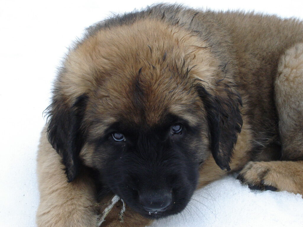 Litters - Good Life Leonbergers